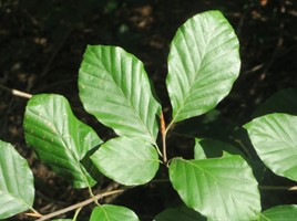Rotbuche Fagus Sylvatica Hecke kaufen? Einfach online bestellen ...