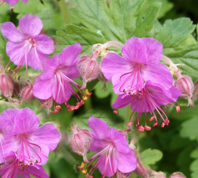 Geranium Macrorrhizum Ingenwersen's Variety kaufen? Einfach online ...