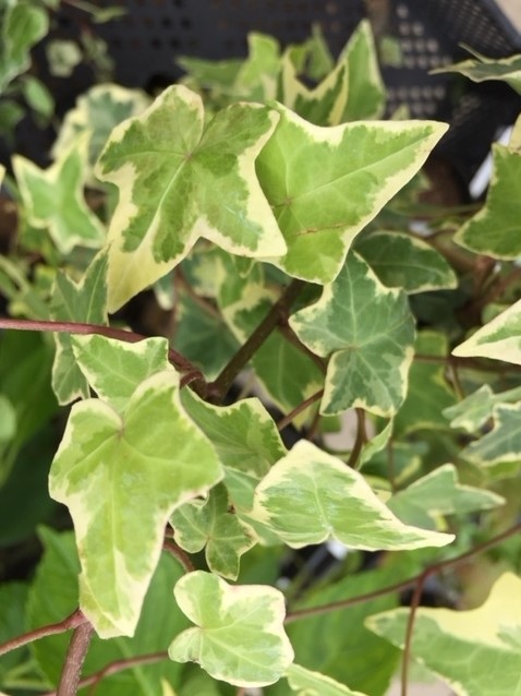 Efeu Hibernica Hedera Goldheart kaufen? Einfach online bestellen ...