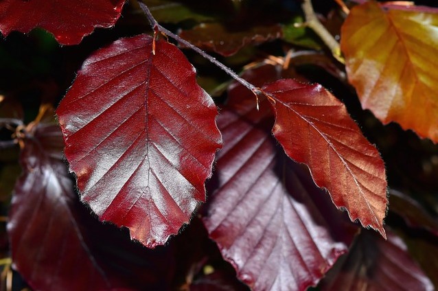 Fagus Sylvatica 100 kaufen? Einfach online bestellen – Gartencenter Koeman