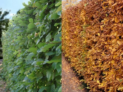 Rotbuche Fagus Sylvatica Hecke 100 kaufen? Einfach online bestellen ...