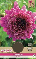 Dahlia Anemone Blue Bayou kaufen? Einfach online bestellen ...