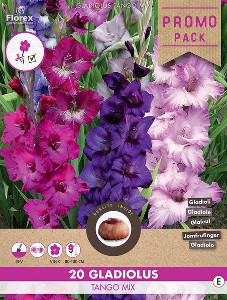 Gladiolen Tango Mix Gartencenter Koeman