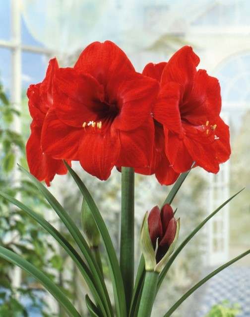 Amaryllis Rot kaufen? Einfach online bestellen – Gartencenter Koeman