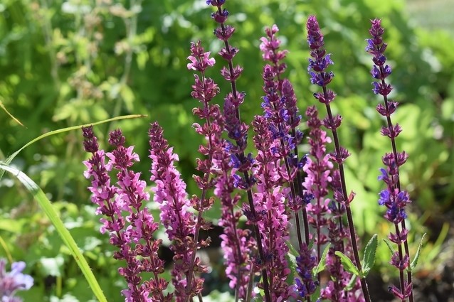 Bossalie Rose Queen - Salvia nemorosa Gartencenter Koeman