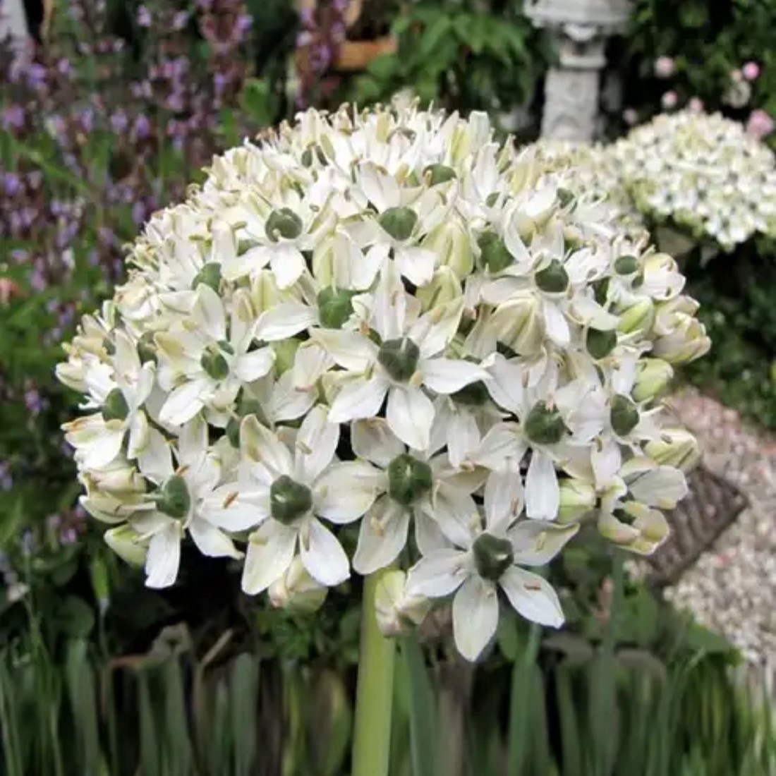 Allium Nigrum - Sierui Gartencenter Koeman