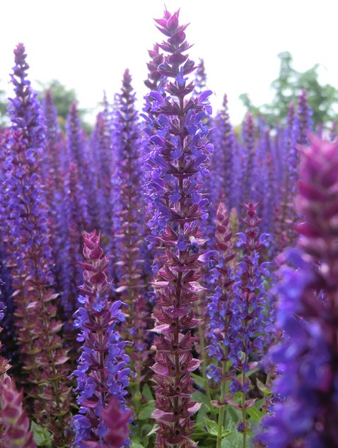Bossalie Ostfriesland - Salvia nemorosa Gartencenter Koeman