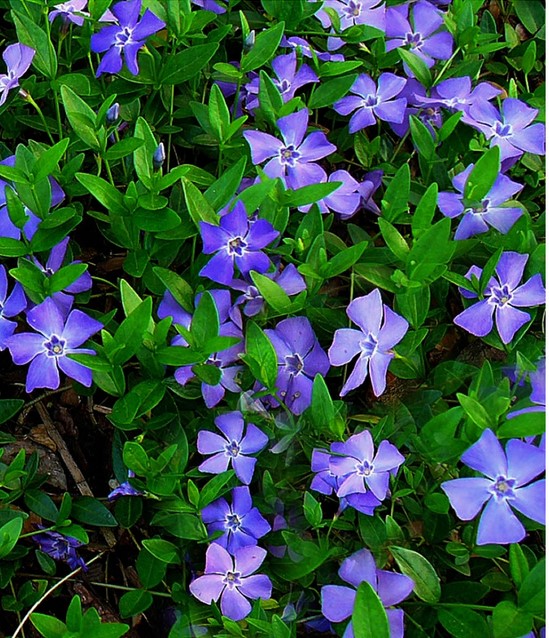 Kleines Immergrn Vinca Minor