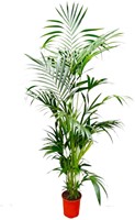 Kentia Palme - 200 cm kaufen? Einfach online bestellen – Gartencenter ...