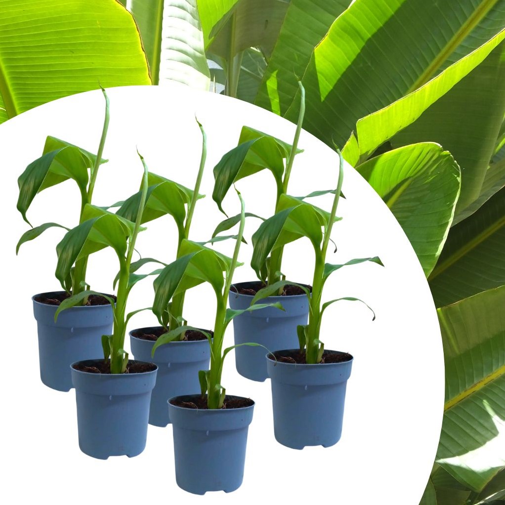 Musa Basjoo Banane kaufen? Einfach online bestellen – Gartencenter Koeman