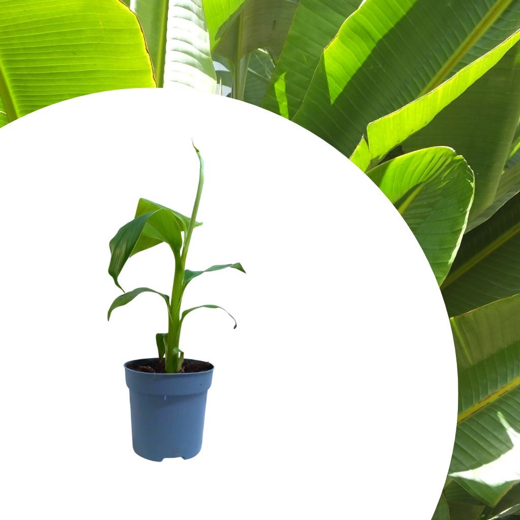 Musa Basjoo Banane kaufen? Einfach online bestellen – Gartencenter Koeman