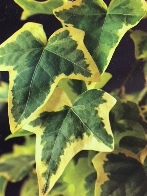 Efeu Hibernica Hedera Goldheart kaufen? Einfach online bestellen ...