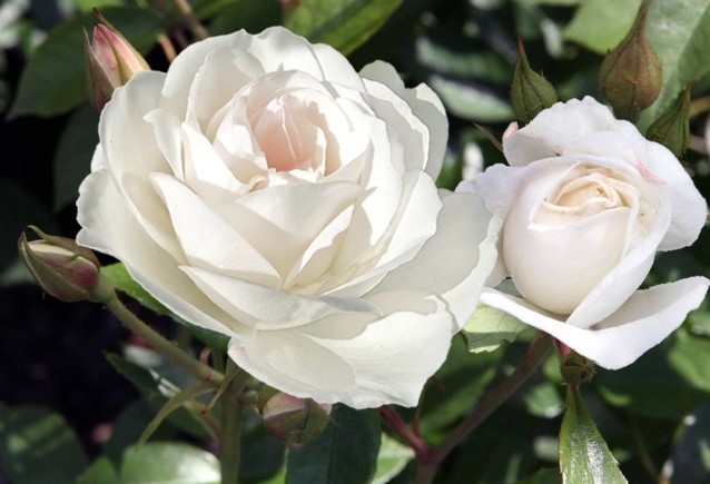 Rosa Ice Berg kaufen? Einfach online bestellen – Gartencenter Koeman
