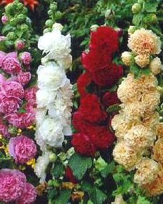 Stockrose Mix Alcea Rosea 6 kaufen? Einfach online bestellen ...