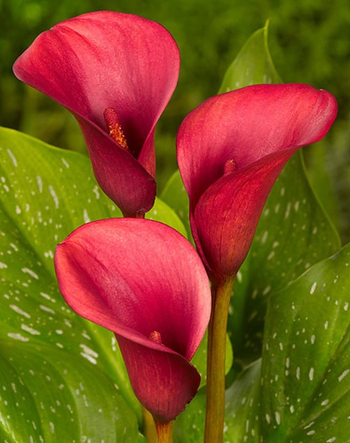 Calla Carmin Red kaufen? Einfach online bestellen – Gartencenter Koeman