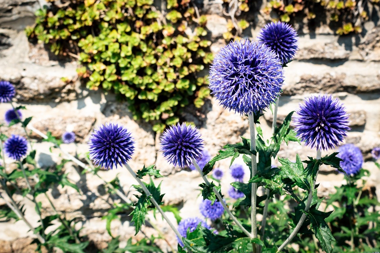 Echinops bannaticus Blue Globe – Banater Kugeldistel kaufen? Einfach ...