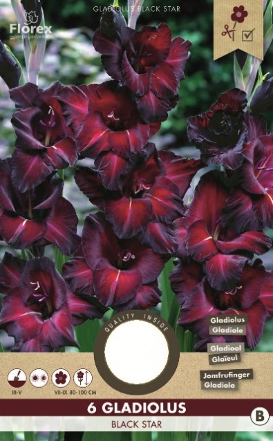 Gladiolus Black Star - Gladiolen Gartencenter Koeman