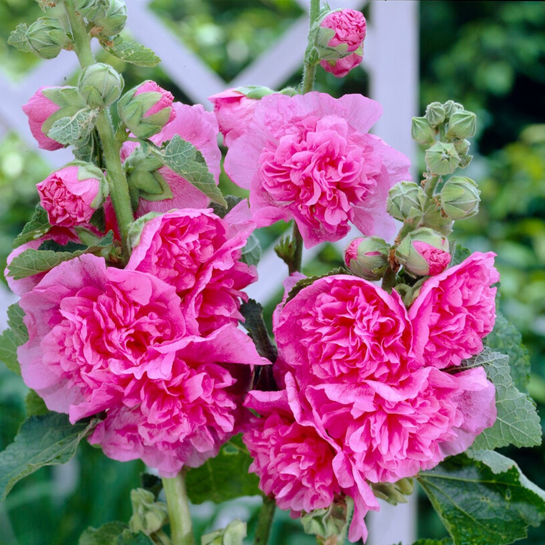 Stockrose Rosa - Alcea rosea Chater's double pink kaufen? Einfach ...