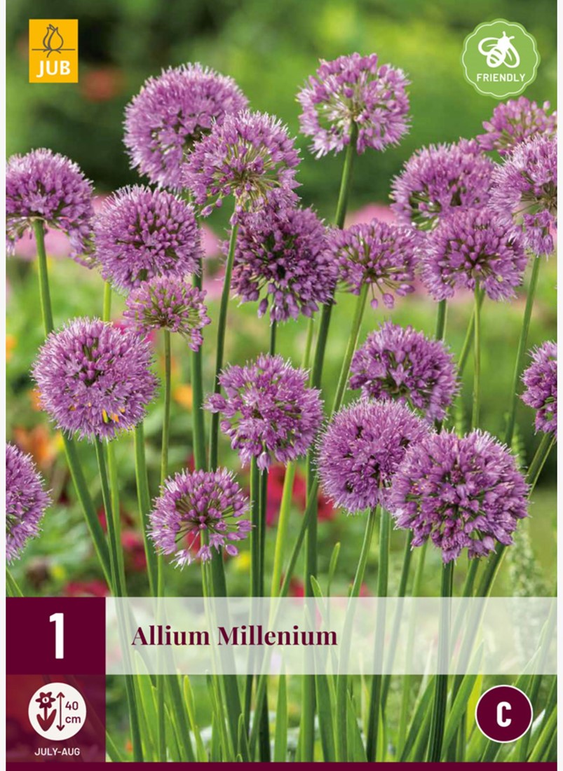 Allium Millenium kaufen? Einfach online bestellen – Gartencenter Koeman