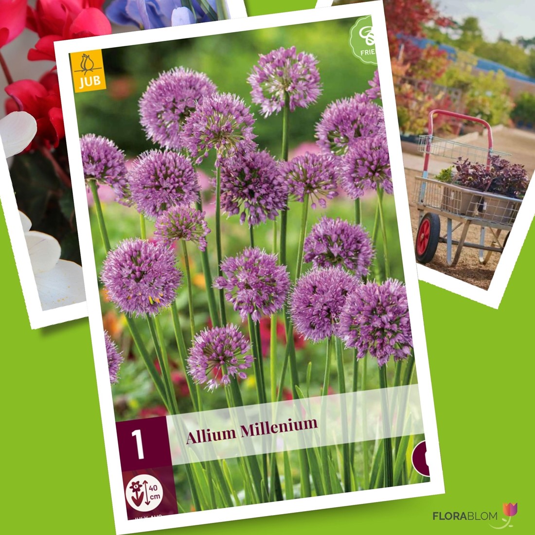 Allium Millenium kaufen? Einfach online bestellen – Gartencenter Koeman