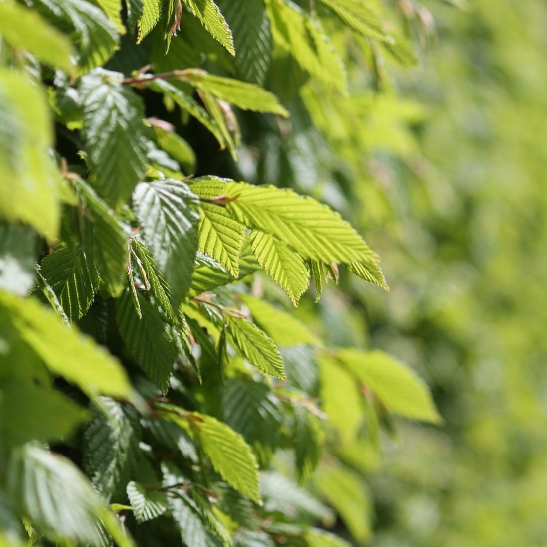 Haagbeuk - Carpinus betulus Gartencenter Koeman
