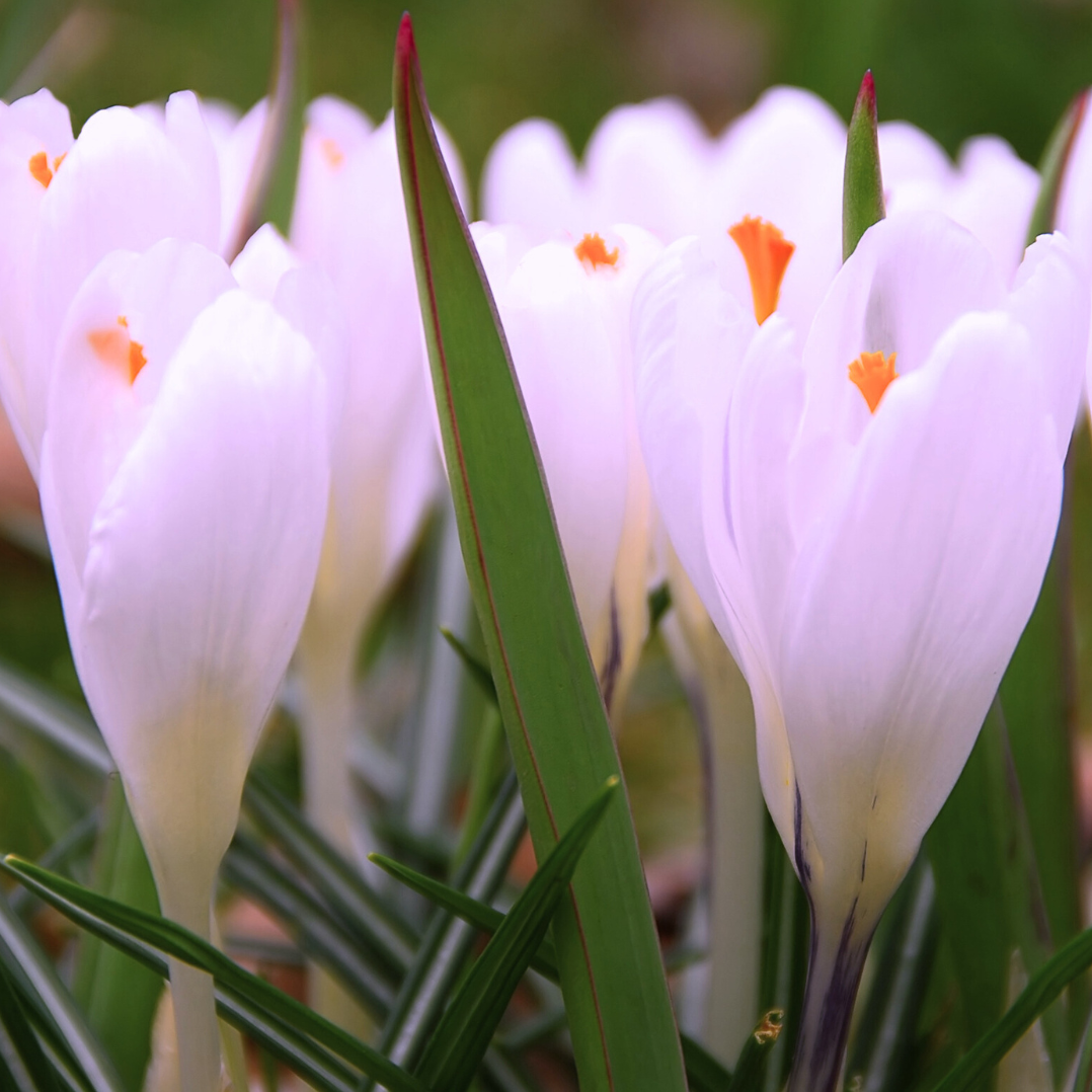 Crocus Sieberi Firefly Krokus kaufen? Einfach online bestellen – Gartencenter Koeman