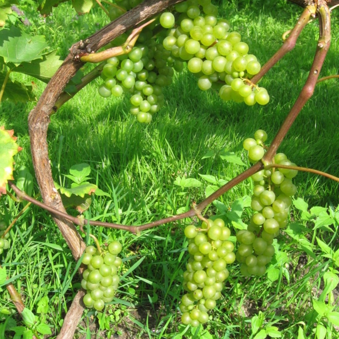 Vitis Bianca kaufen? Einfach online bestellen – Gartencenter Koeman