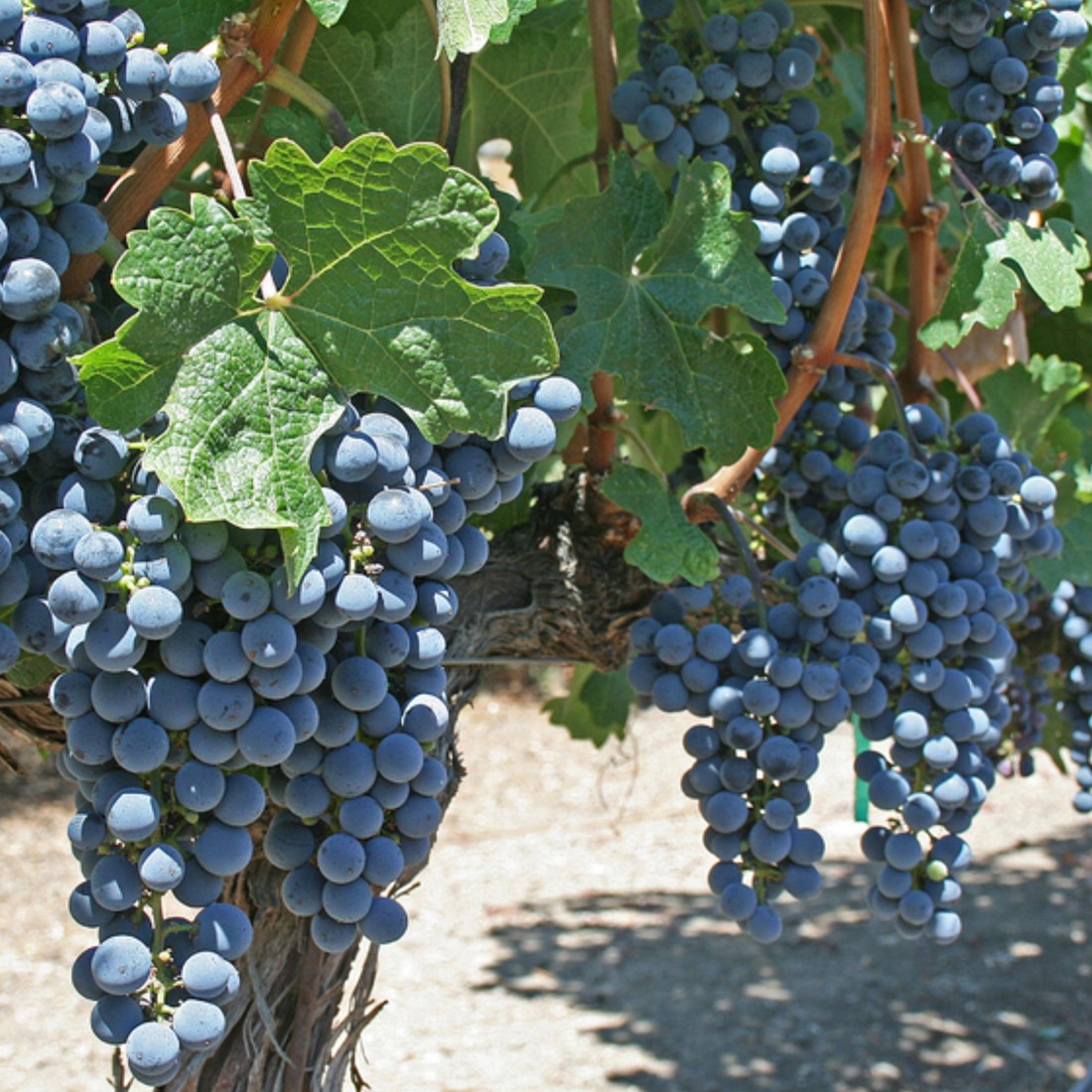 Druivenplant Boskoop Glory - Vitis vinifera Gartencenter Koeman