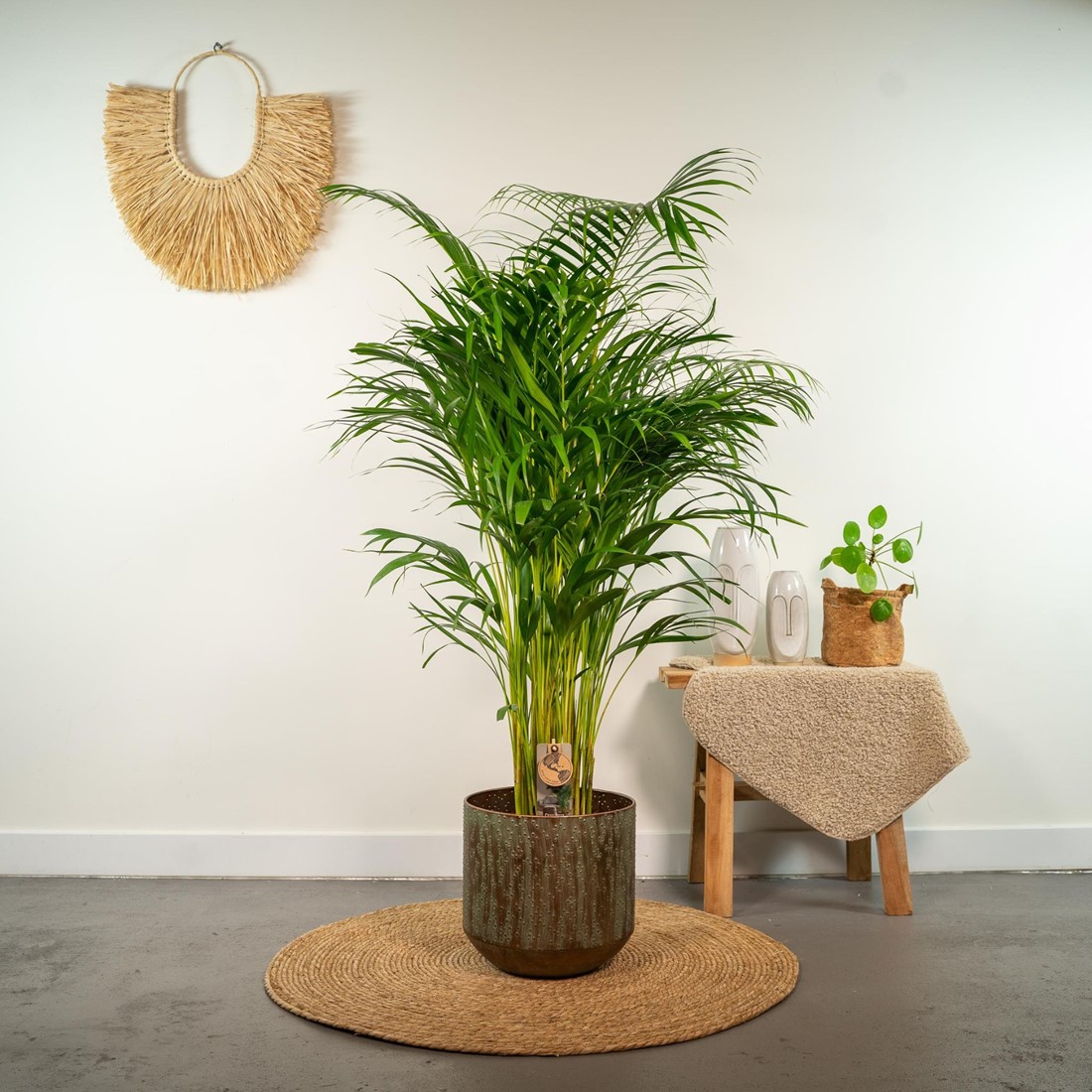 Areca Palme Kaufen