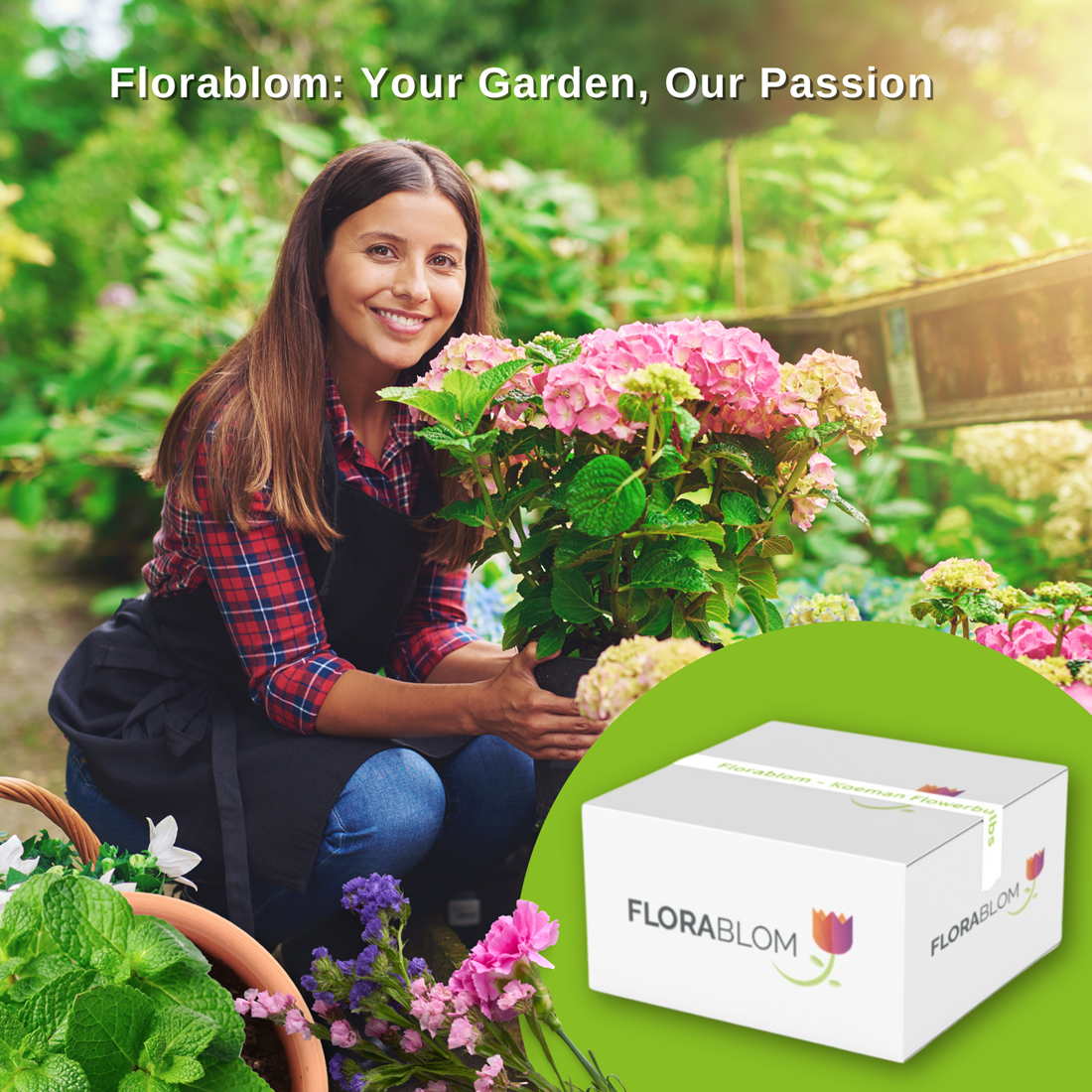 Rosa Li Parfum kaufen? Einfach online bestellen – Gartencenter Koeman