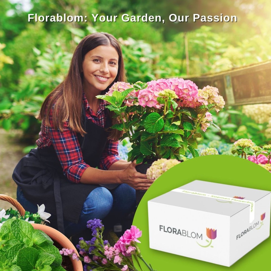 Rose White Symphony kaufen? Einfach online bestellen – Gartencenter Koeman
