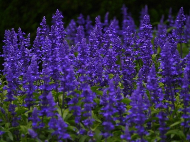 Bossalie Mainacht - Salvia Nemorosa (Sixpack) Gartencenter Koeman