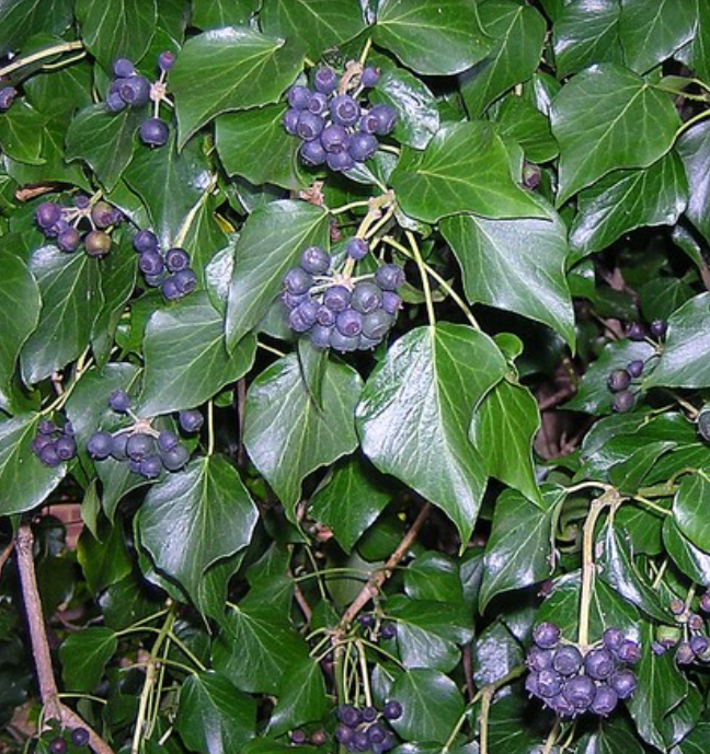 Hedera Hibernica kaufen? Einfach online bestellen – Gartencenter Koeman