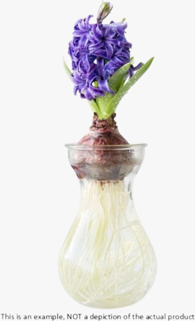 Hyazinthen Vase Anschneiden