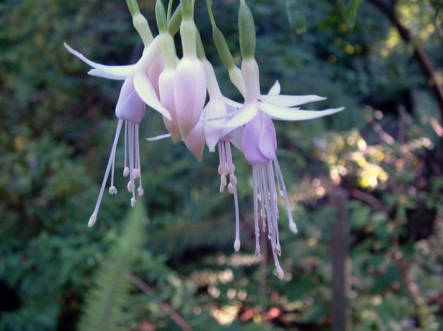 Fuchsia Magellanica Alba kaufen? Einfach online bestellen ...