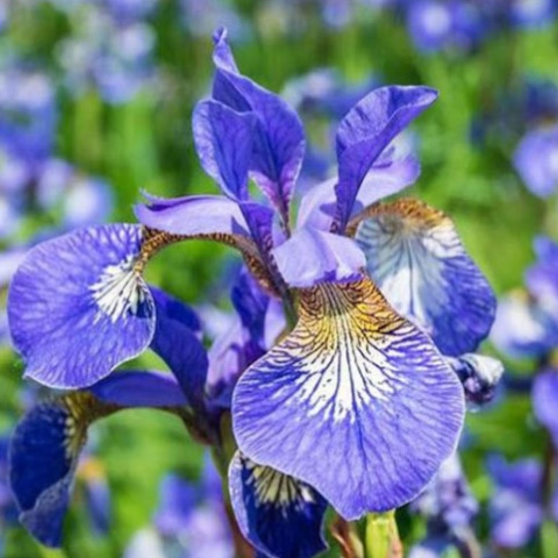 Iris sibirica Perry's Blue - Siberische Lis (Sixpack) Gartencenter Koeman