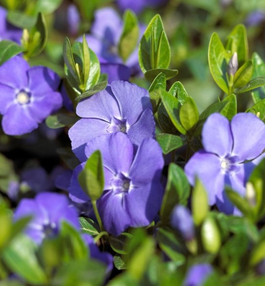 Kleines Immergrn Vinca Minor