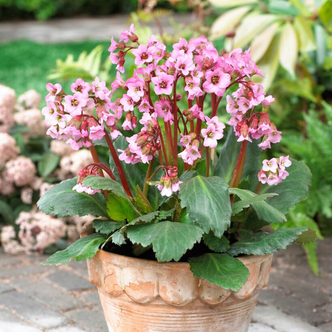 Schoenlappersplant - Bergenia cordifolia Gartencenter Koeman