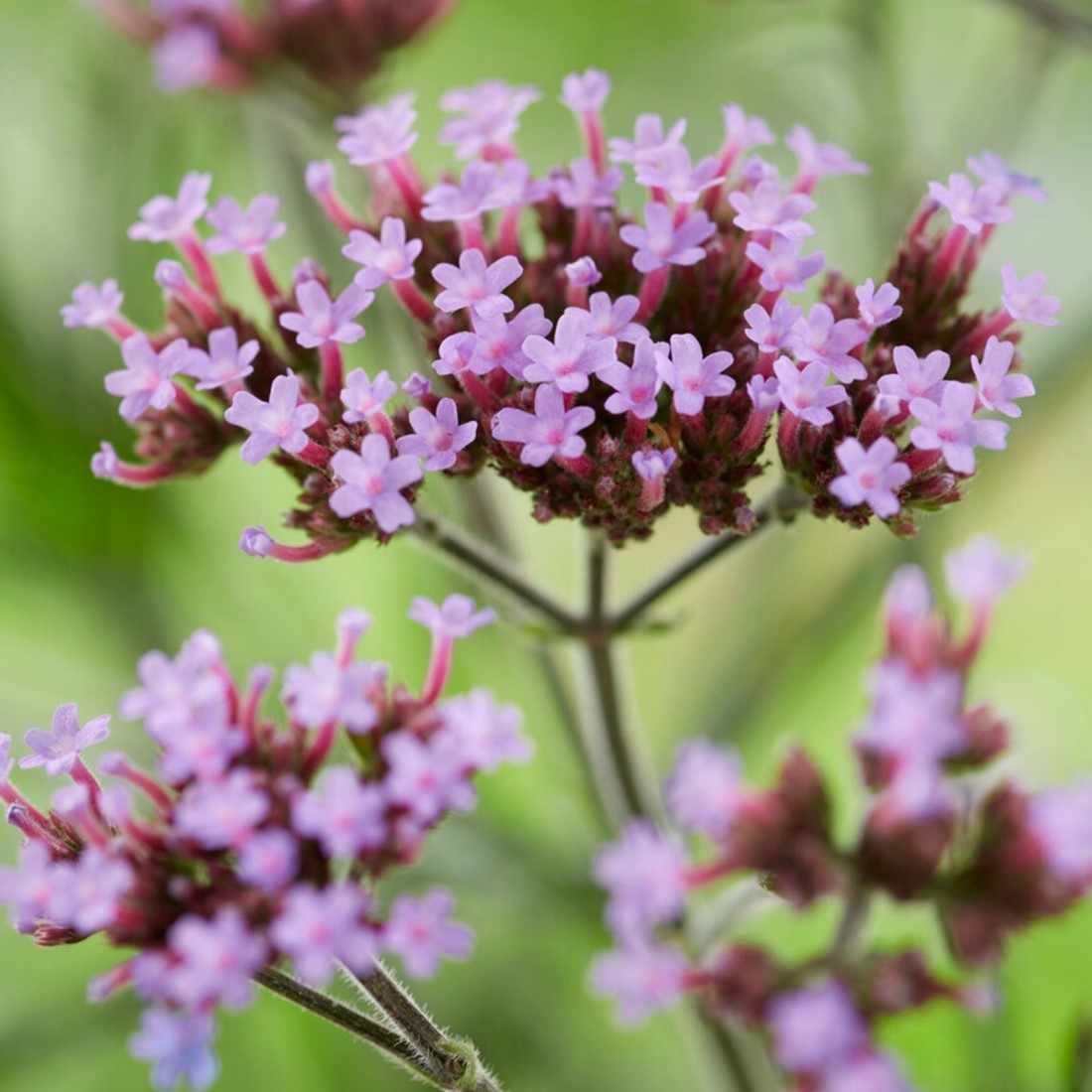 Ijzerhard Lollipop - Verbena Bonariensis Gartencenter Koeman