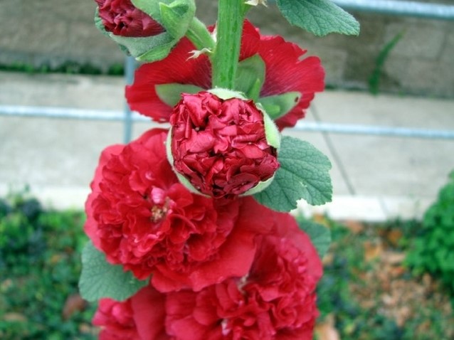 Stokroos Rood - Alcea Rosea Gartencenter Koeman