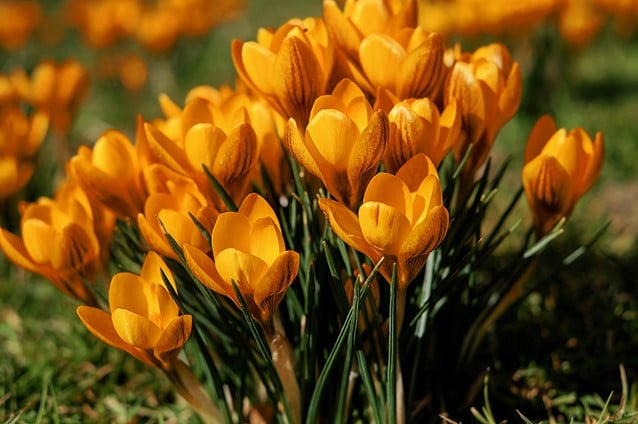 Krokus Orange Monarch kaufen? Einfach online bestellen – Gartencenter ...