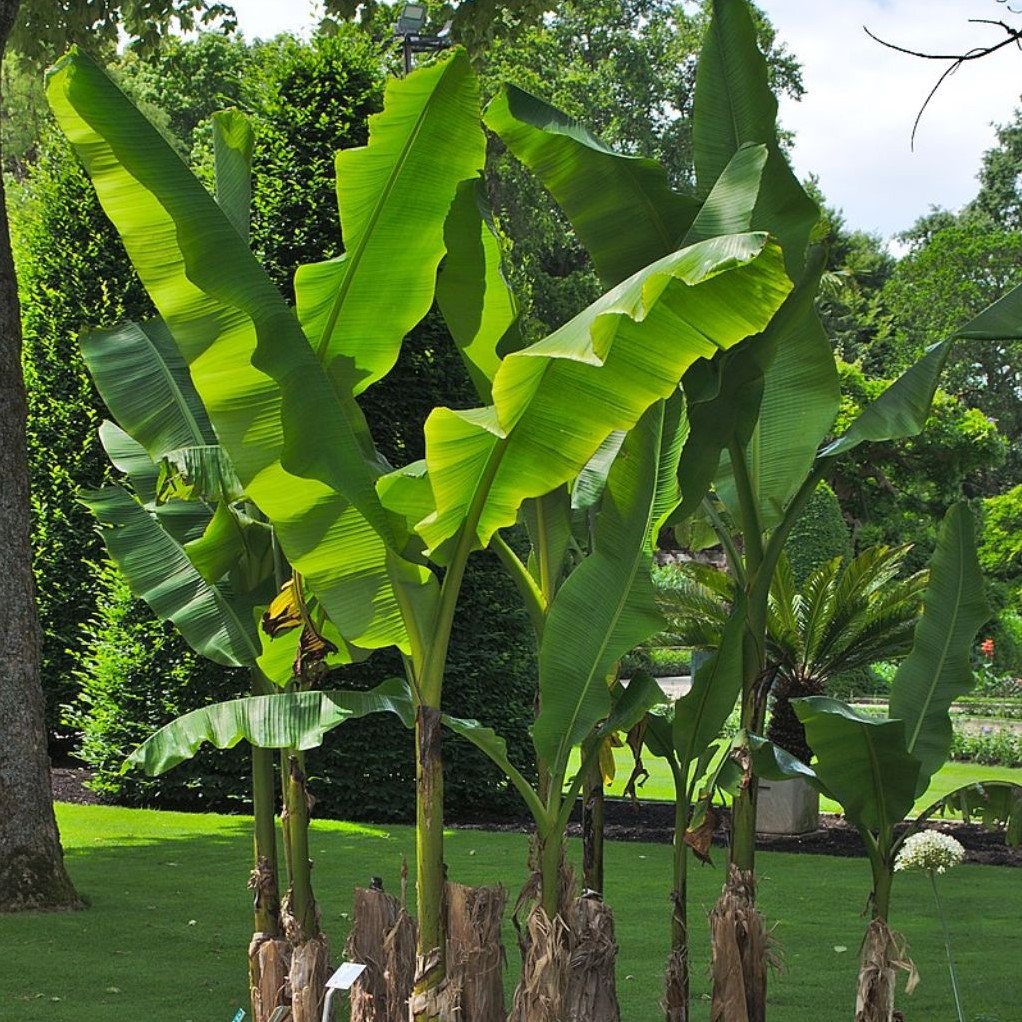 Musa Basjoo Banane kaufen? Einfach online bestellen – Gartencenter Koeman
