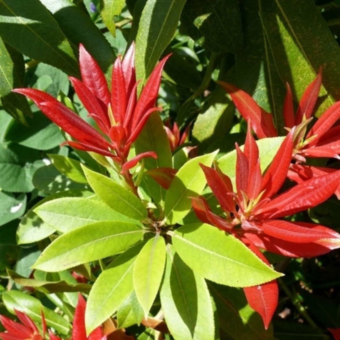 Pieris japonica Carnaval - Rotsheide Gartencenter Koeman