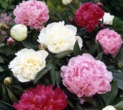 Pfingstrose Pflanzen kaufen?