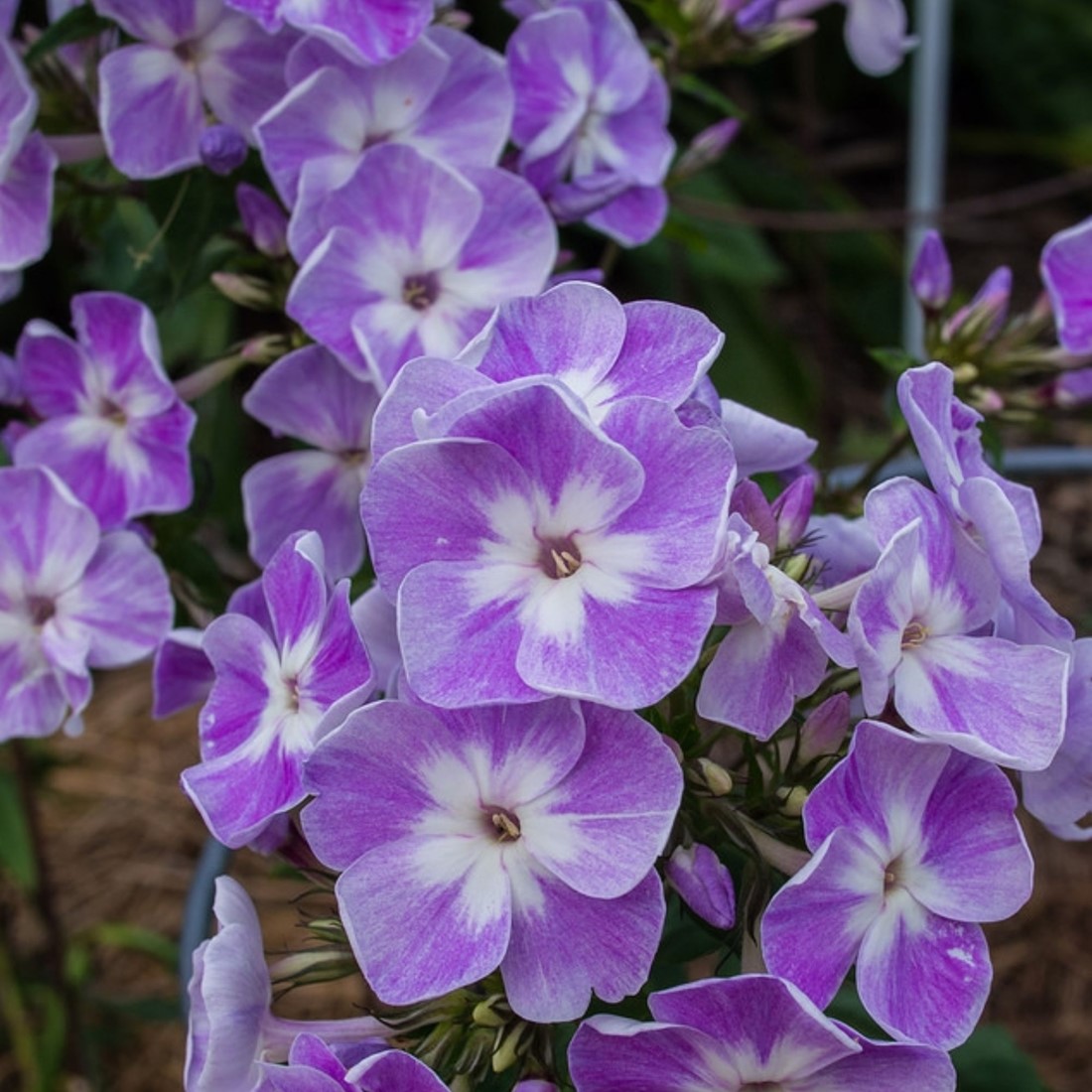 Phlox Paniculata Laura kaufen? Einfach online bestellen – Gartencenter ...