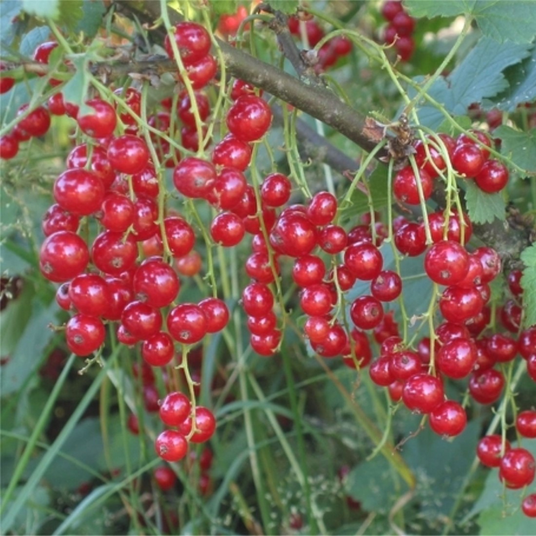 Ribes Rubrum Jonkheer van Tets - Aalbes Gartencenter Koeman