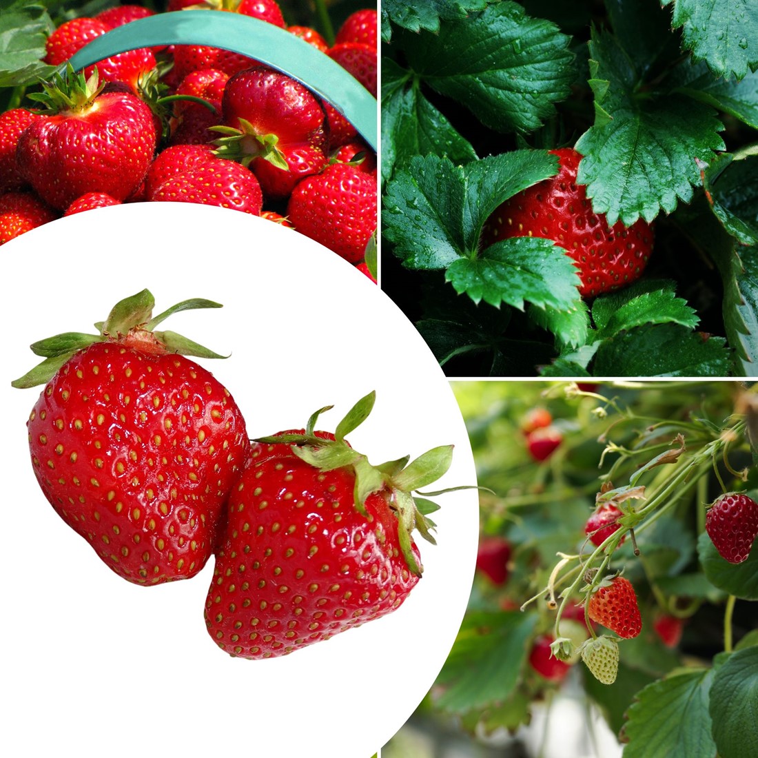 Erdbeere Sonata – Fragaria kaufen? Einfach online bestellen ...