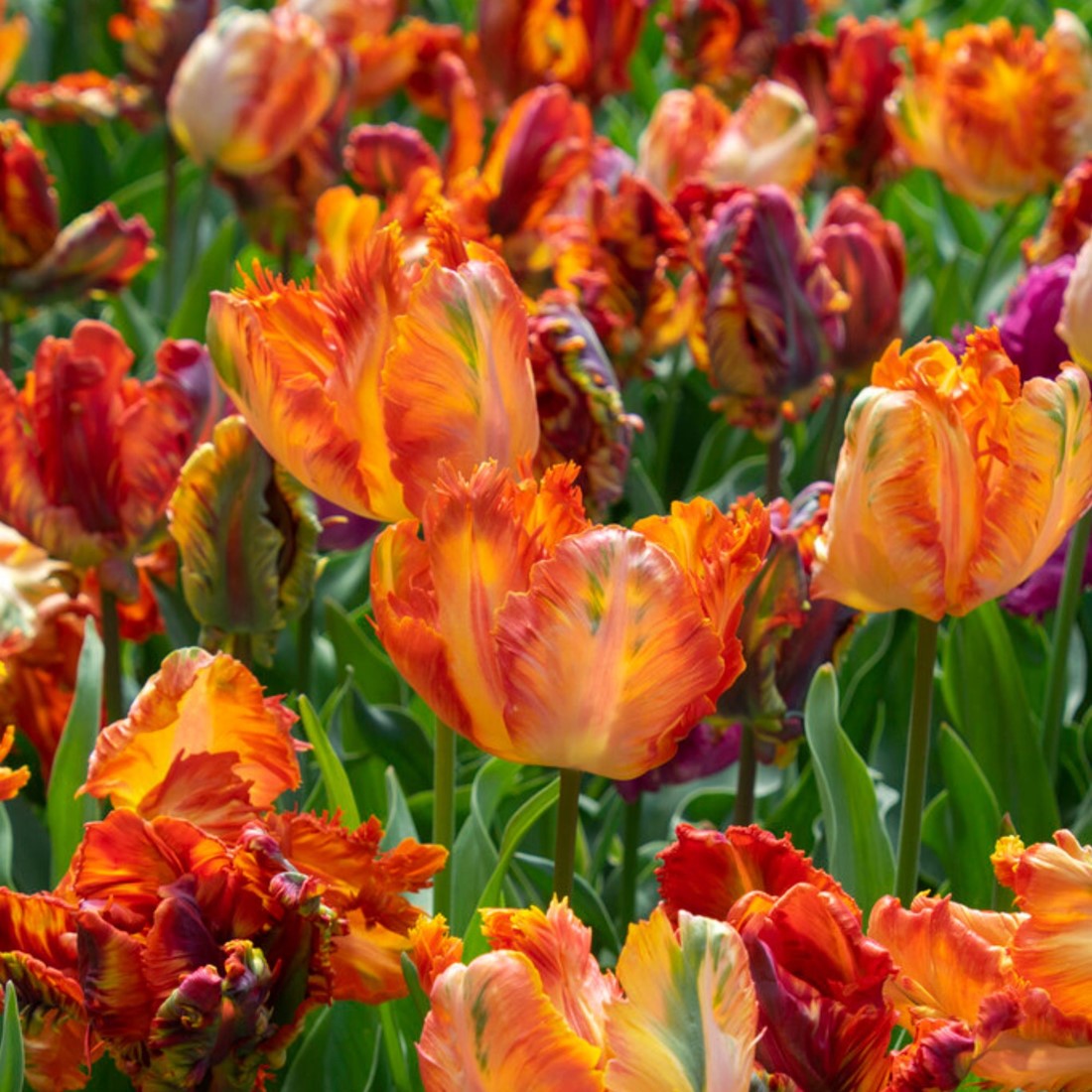 Tulipa Rasta Parrot kaufen? Einfach online bestellen – Gartencenter Koeman