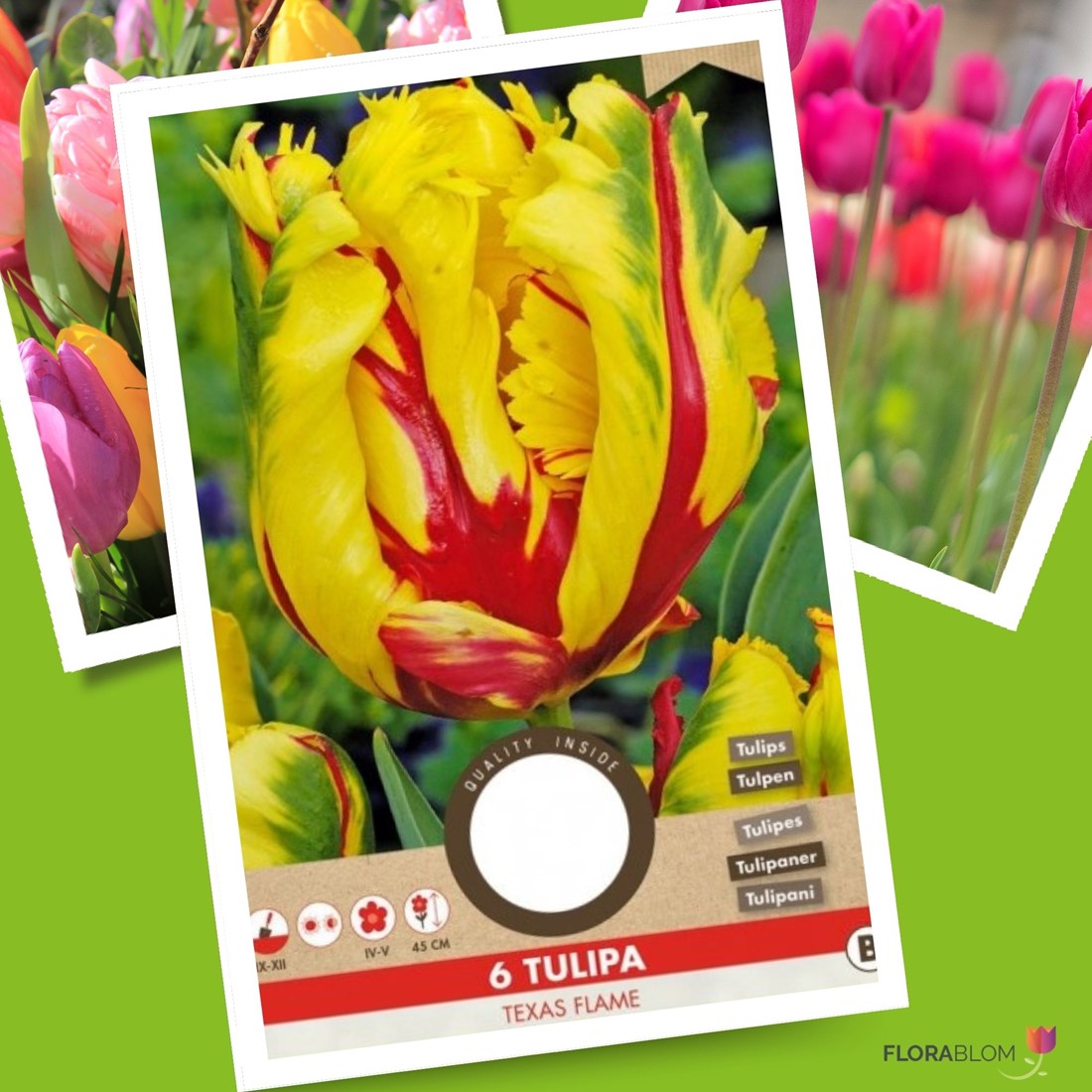 Tulp Texas Flame - Tulipa parrot Gartencenter Koeman
