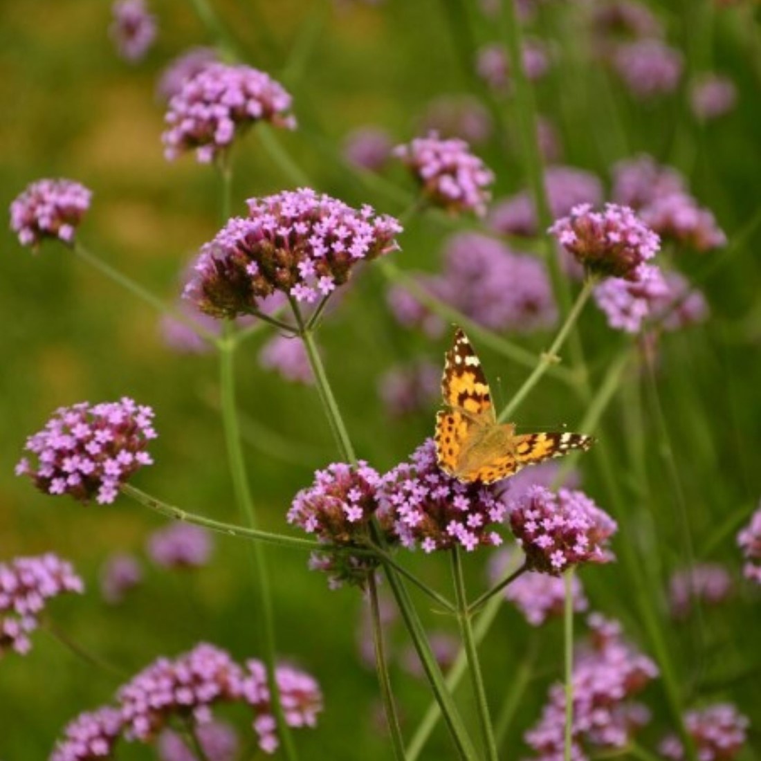 IJzerhard - Verbena bonariensis (Sixpack) Gartencenter Koeman